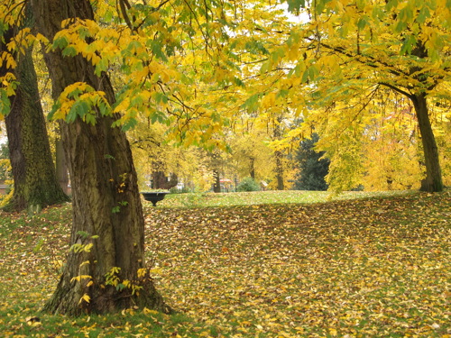Which is your favourite tree for parks? - Green Flag Award